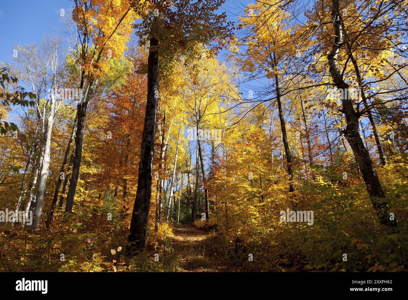 Birch tree leaf canada hi-res stock photography and images - Alamy