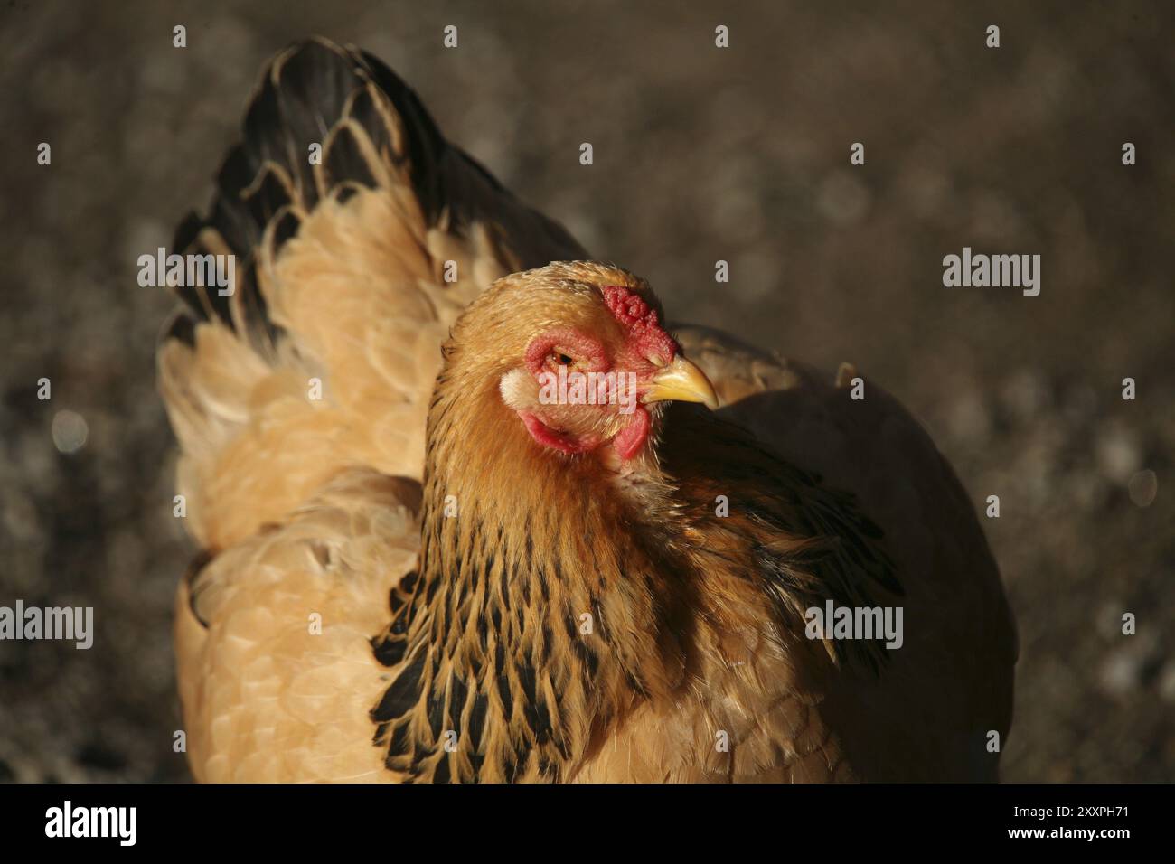 Hen animal hi-res stock photography and images - Alamy