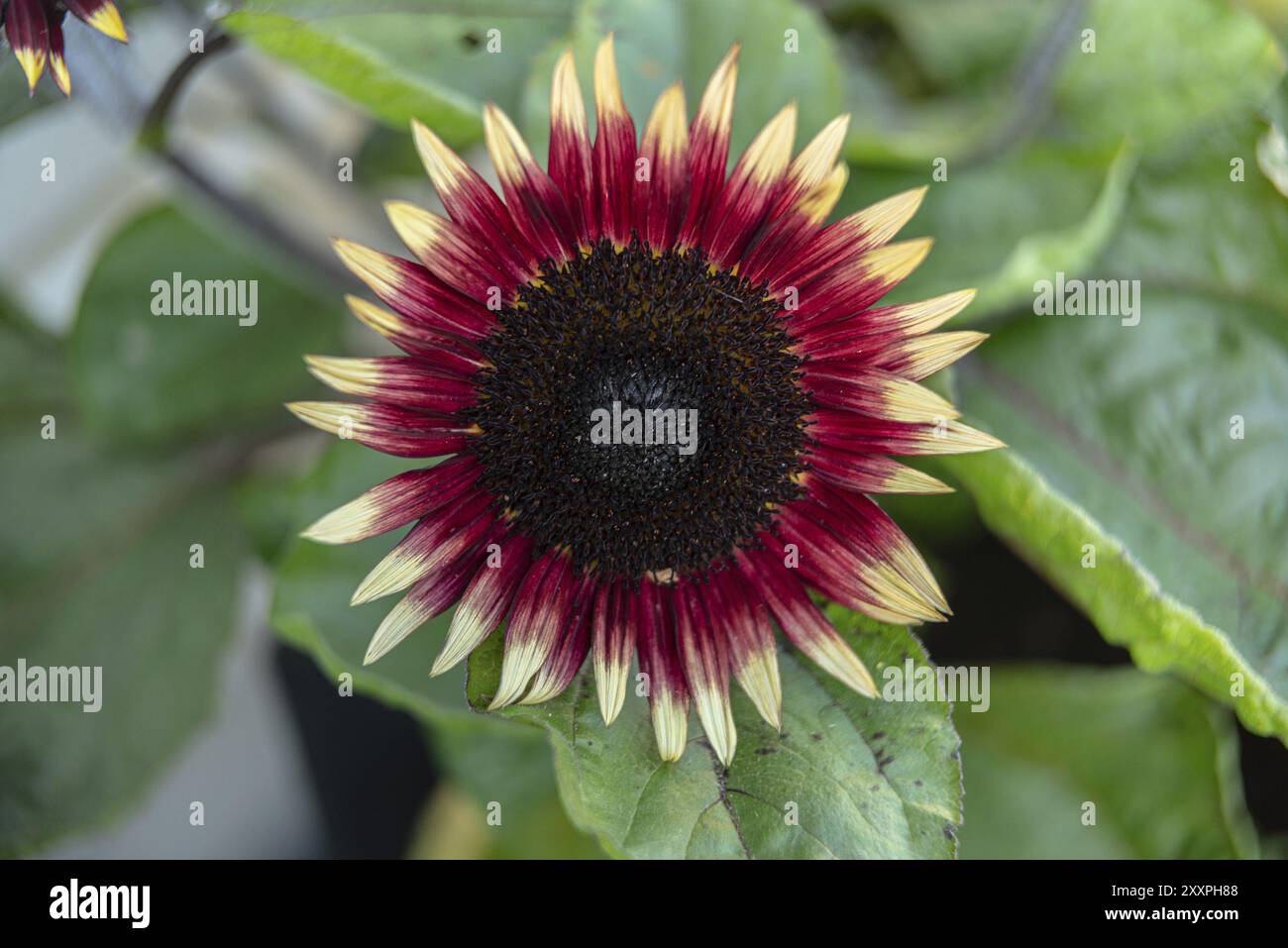 Yellow and red sunflower hi-res stock photography and images - Alamy