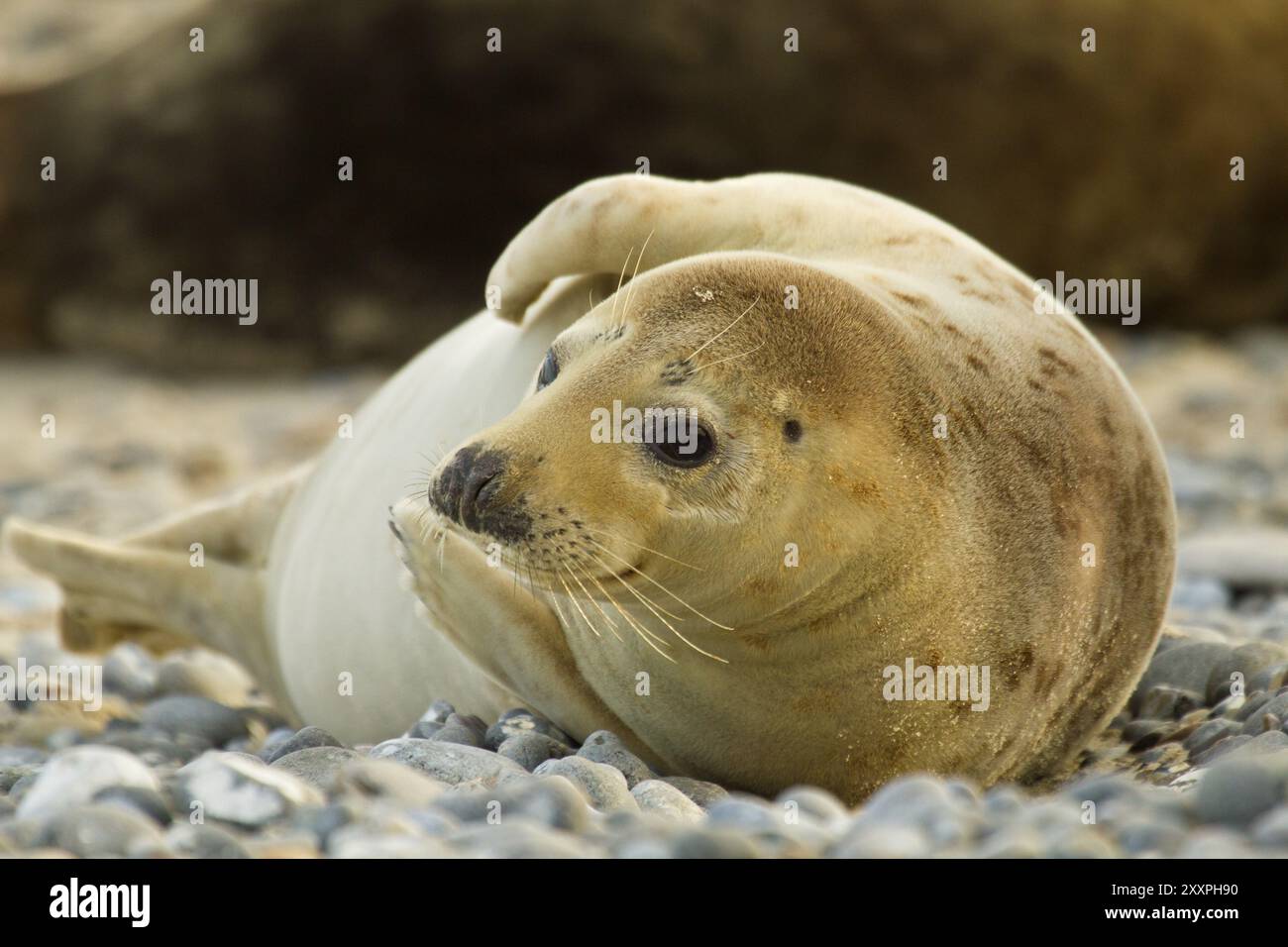 Female grey seal on a pebble beach Stock Photo - Alamy