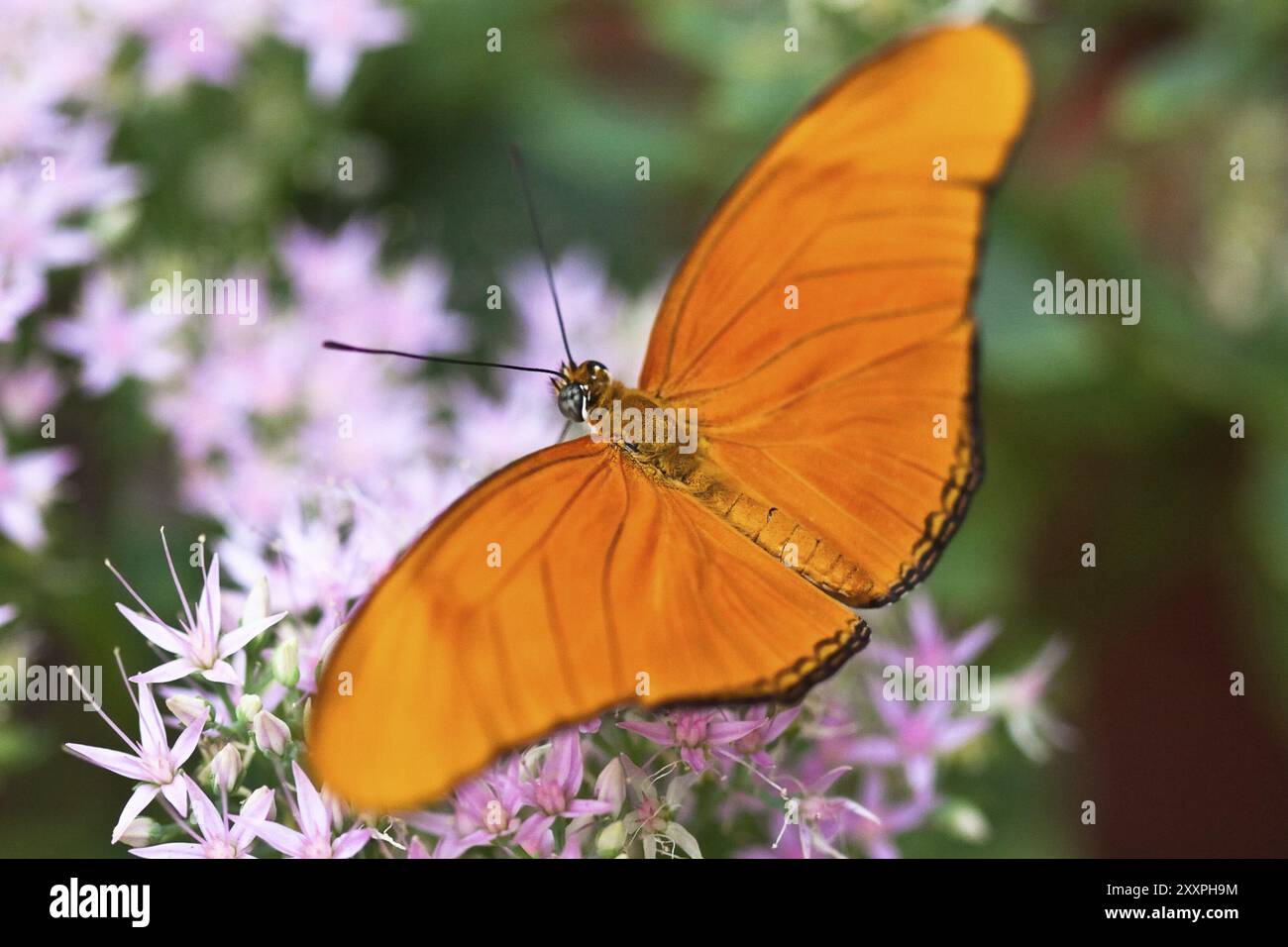 Flame of flambeau butterfly hi-res stock photography and images - Alamy