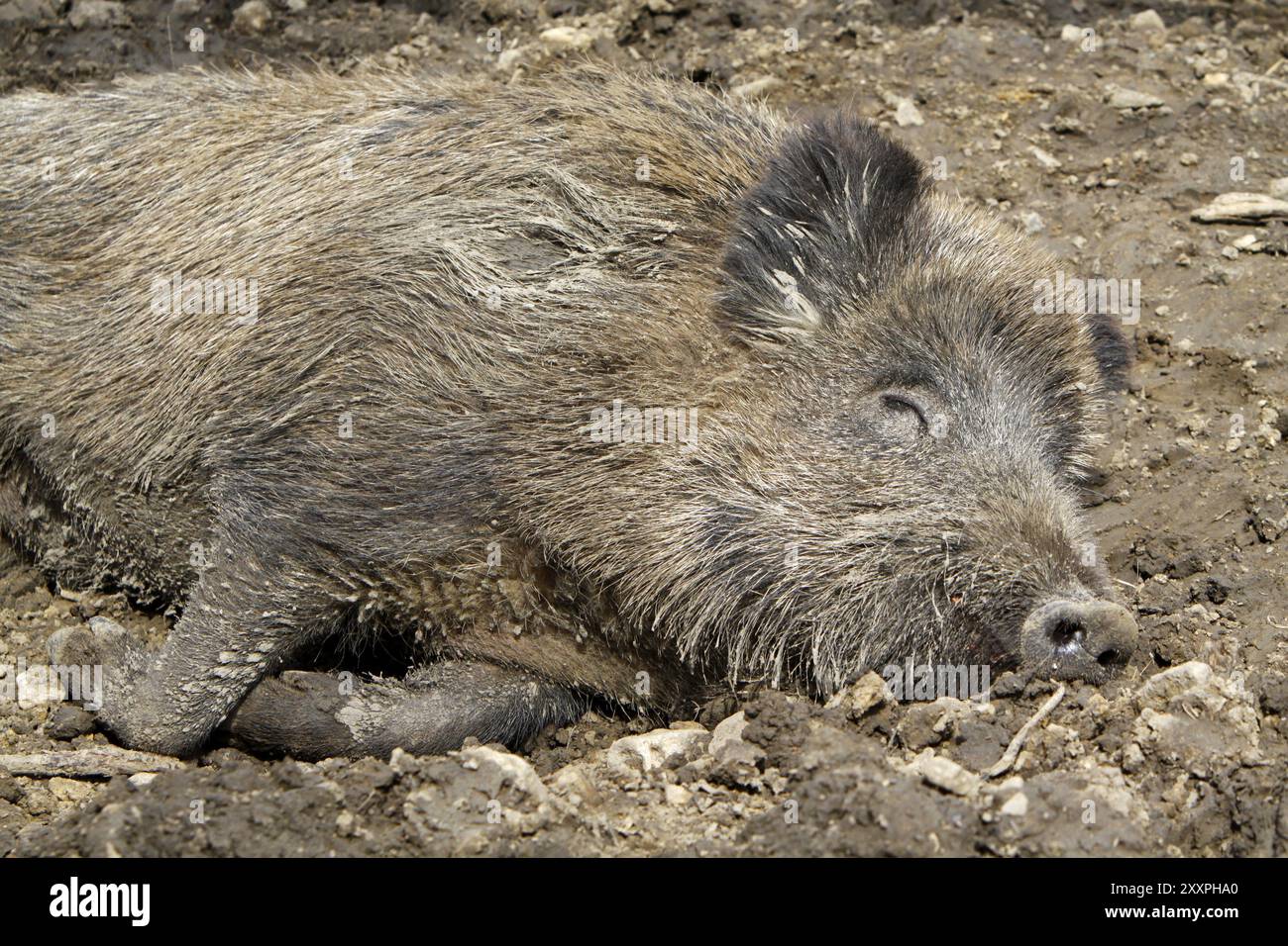 Sleeping wild boar Stock Photo - Alamy
