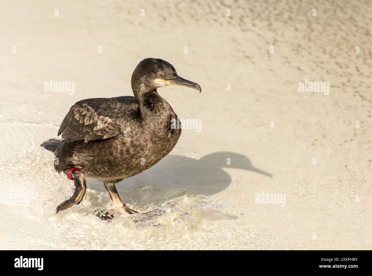 Cormorant on the beach Stock Photo - Alamy