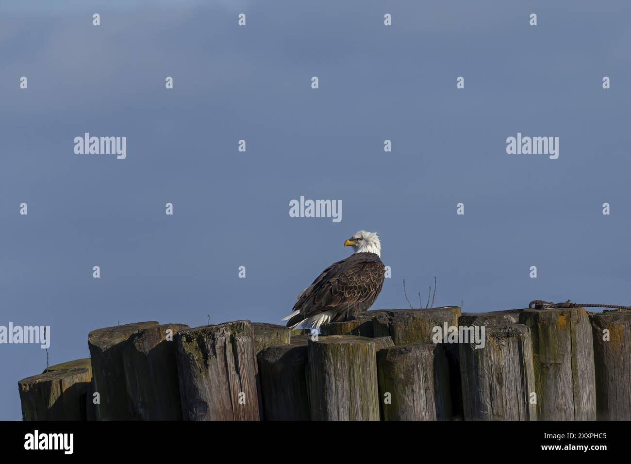 Bald eagle sitting on the shores of Lake Michigan Stock Photo - Alamy