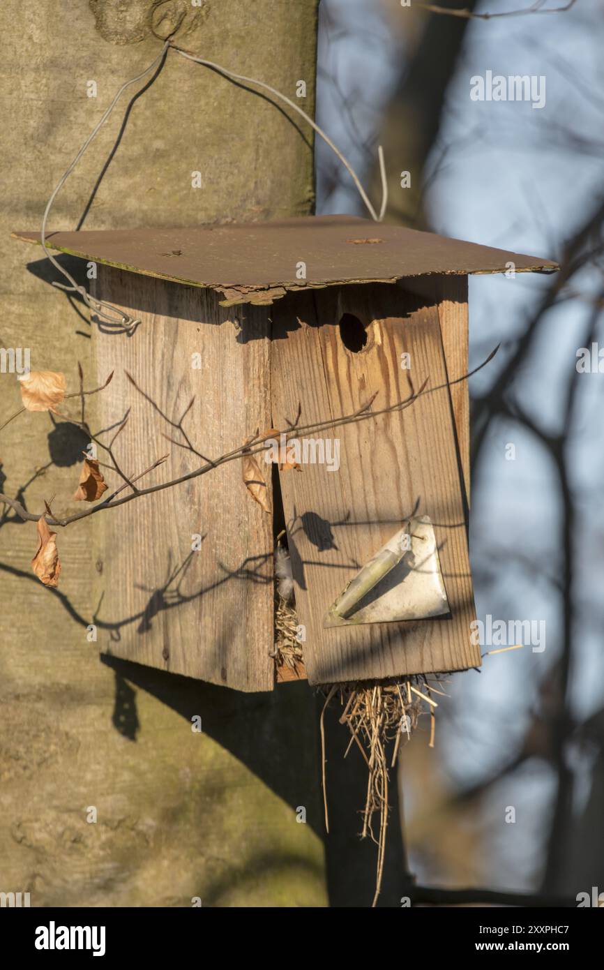 Old self-made bird nesting box hangs broken on a tree in front of a ...