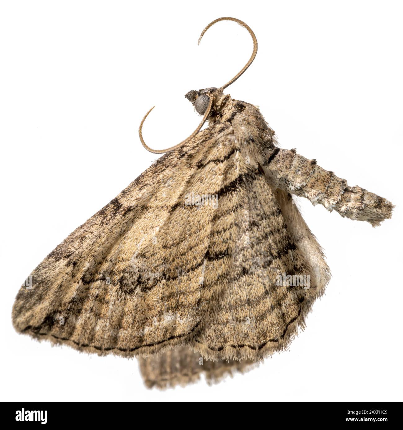 Dead moth lying on its side with its wings spread out against a white ...