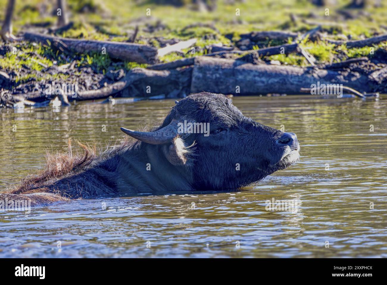 The water buffalo (Bubalus bubalis), also called the domestic water ...