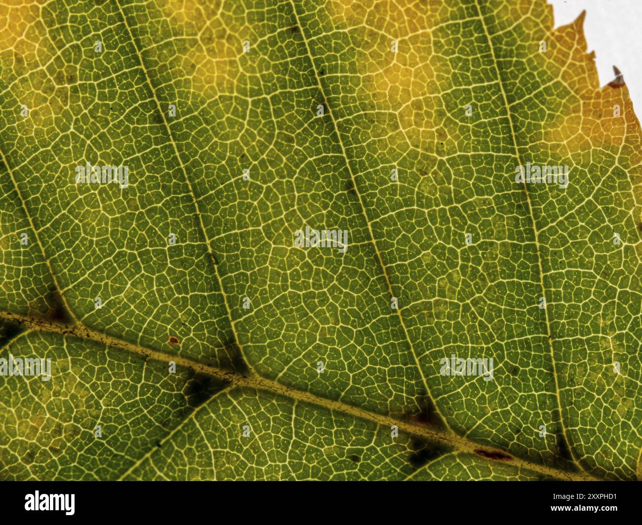 Underside of a translucent autumnal leaf in various colours. With leaf ...