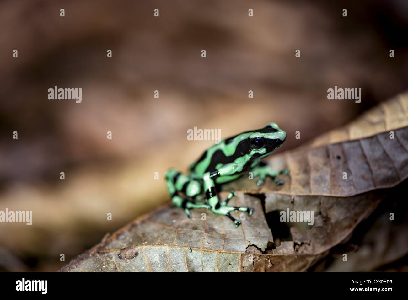 Green and black poison dart frog (Dendrobates auratus) on a leaf ...