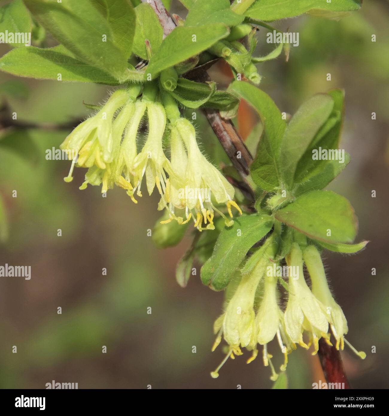 Mayberry flower, Lonicera kamtschatica flower 10 Stock Photo - Alamy