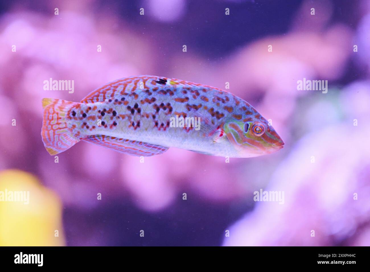 Ray-finned fish (Actinopterygii) swimming in an aquarium, Bavaria ...