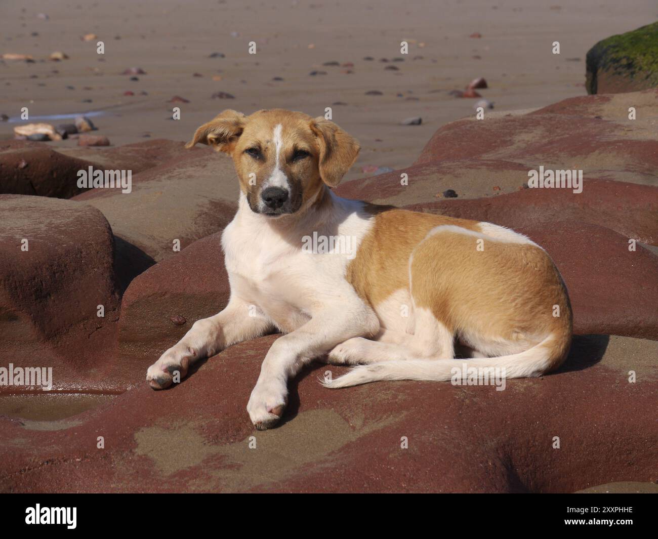 Stray dog on the beach of Leghzira in Morocco Stock Photo - Alamy