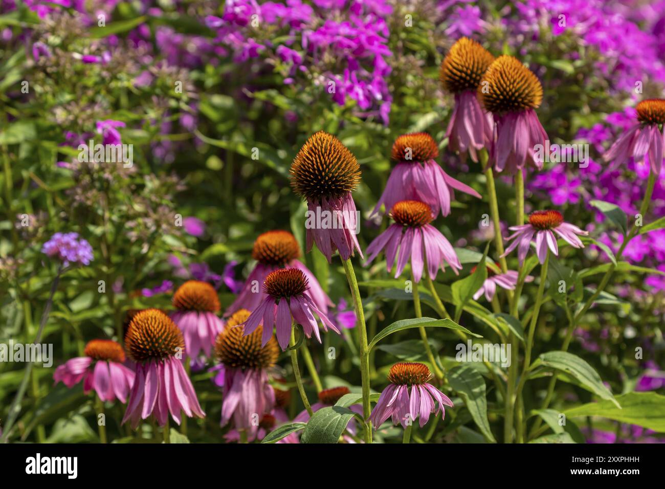 Natural scene from Wisconsin botanical garden Stock Photo - Alamy