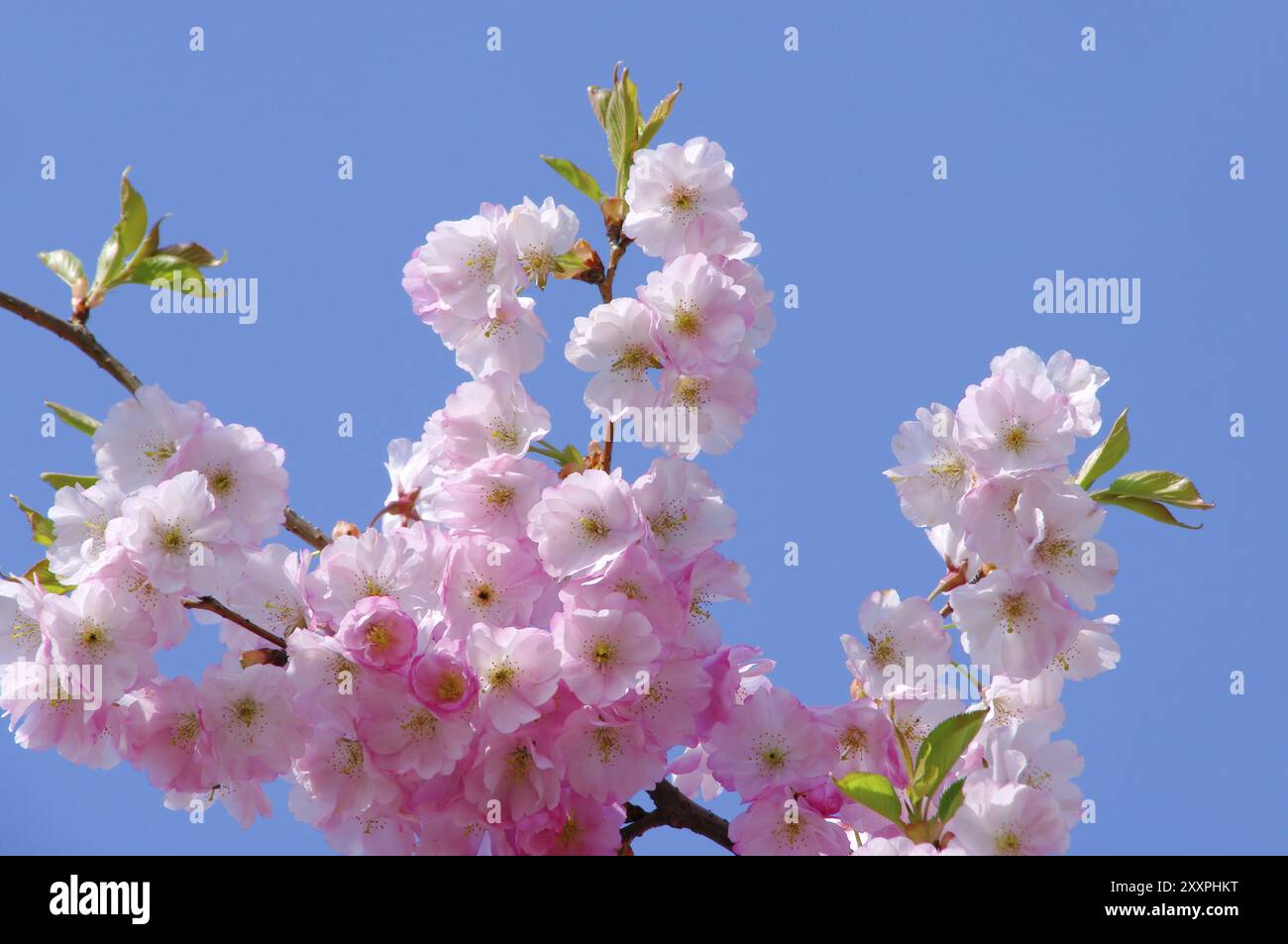 Rose cherry blossom hi-res stock photography and images - Alamy
