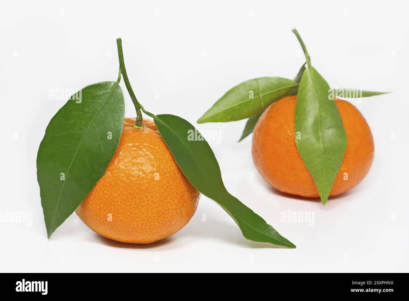 Two mandarins on a white background Stock Photo - Alamy