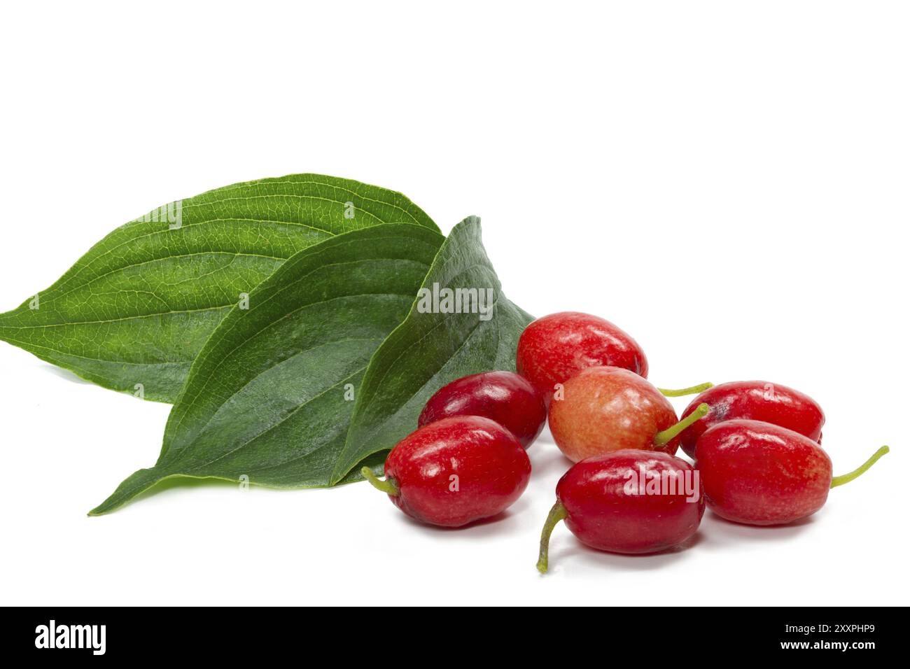 Berries and leaves of a cornelian cherry (Cornus mas Stock Photo - Alamy