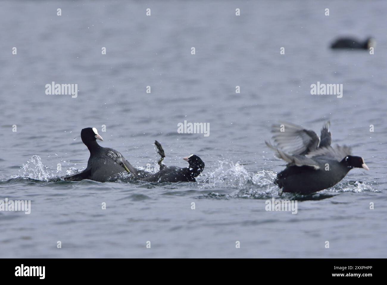Eurasian Coot in the mating season. Eurasian coots during the mating ...
