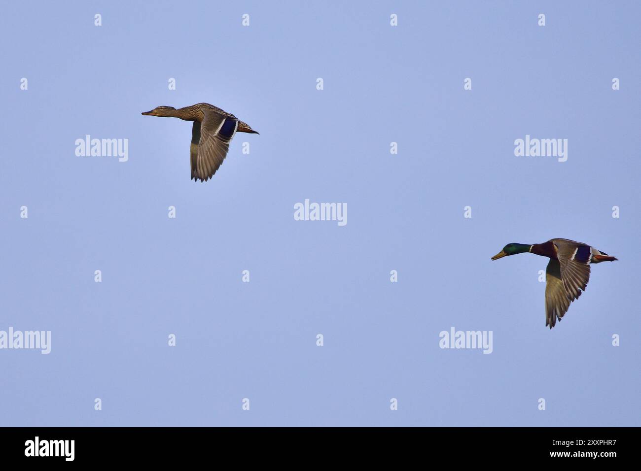 Flock mallard in sky hi-res stock photography and images - Alamy
