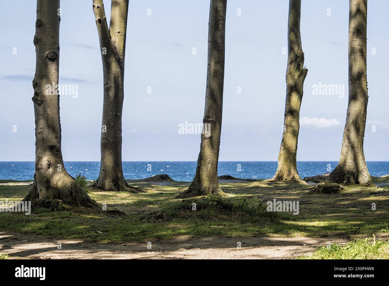 Coastal forest on the Baltic coast near Nienhagen Stock Photo - Alamy