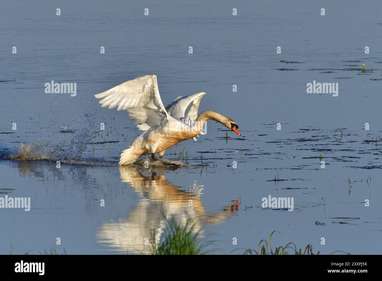 Mute swan in defence of its territory. Mute swan in fight in spring ...