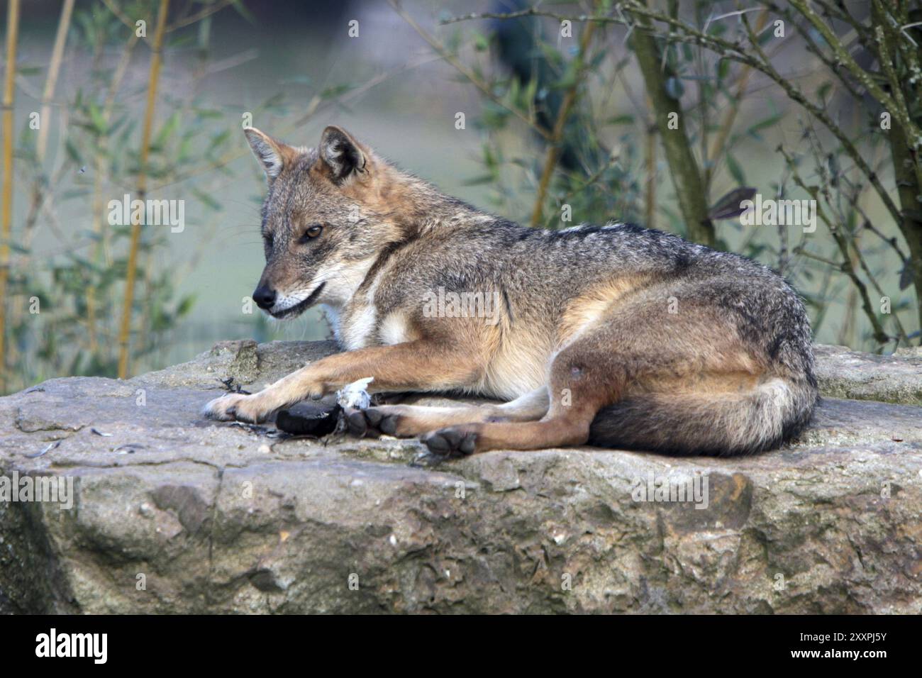Jackal habitat hi-res stock photography and images - Alamy
