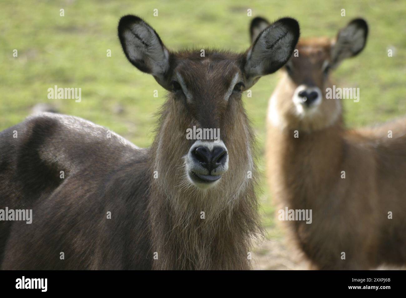 Two antelopes in a zoo Stock Photo - Alamy