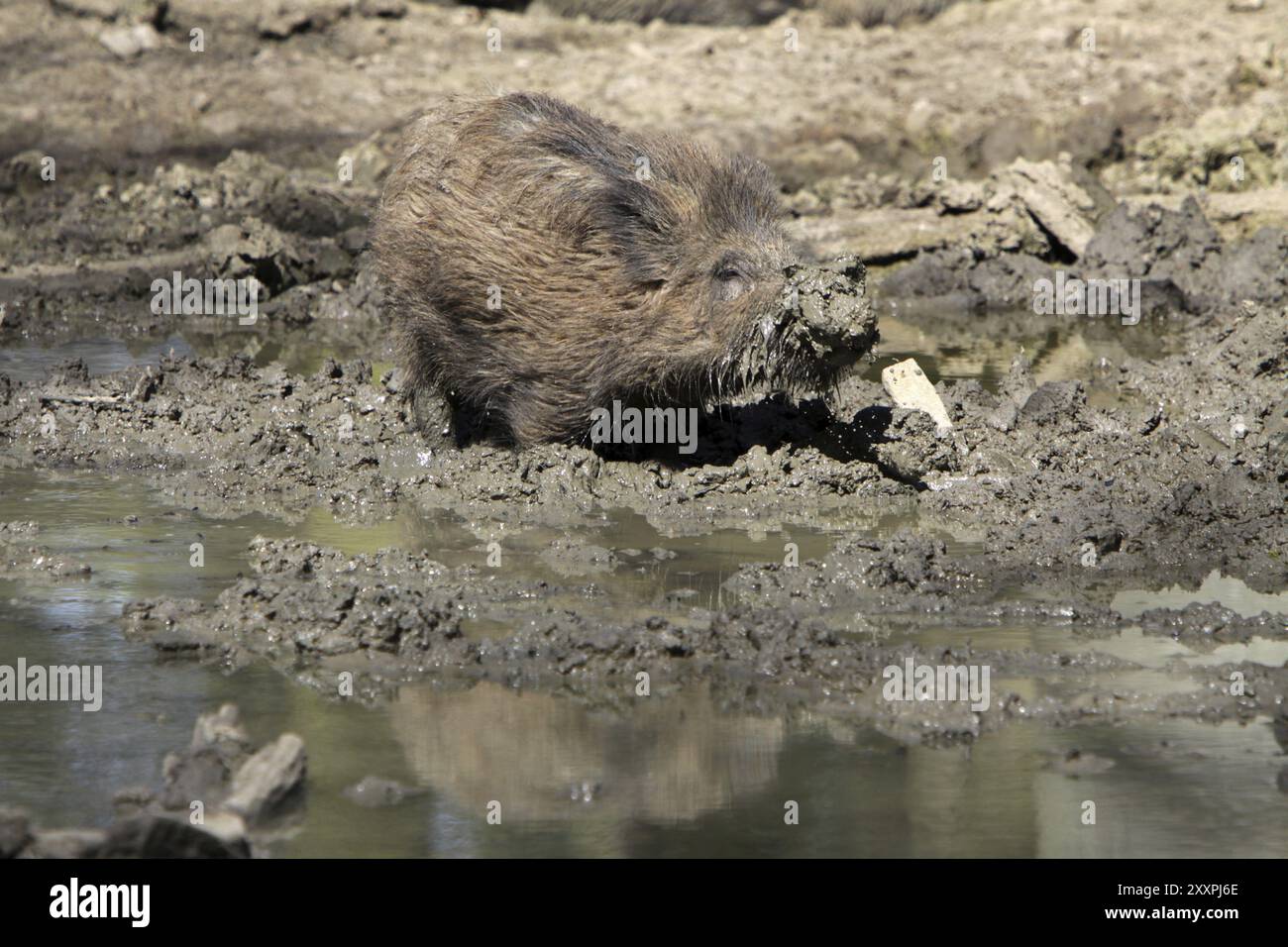 Burrowing wild boar Stock Photo - Alamy