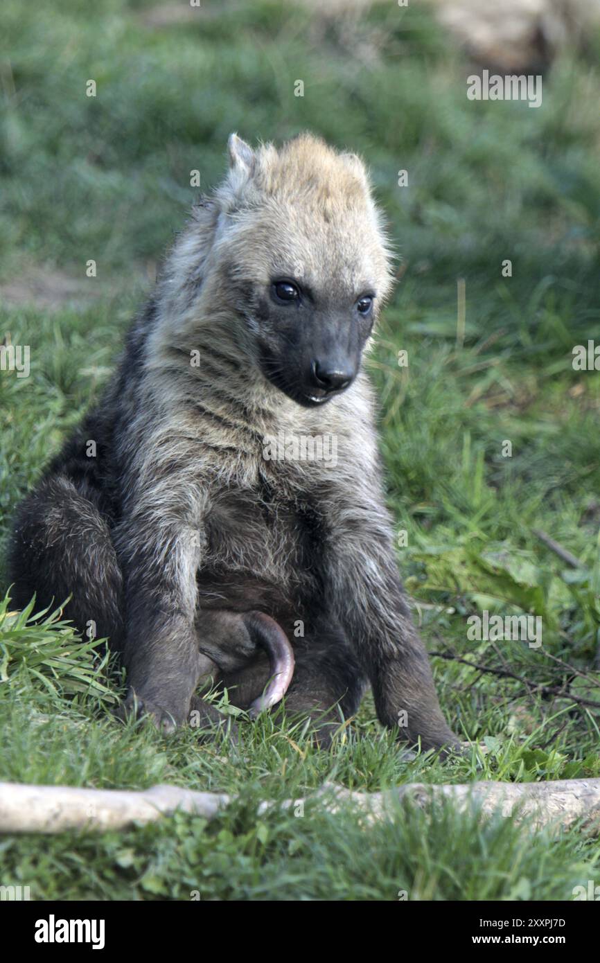 Spotted hyena (juvenile Stock Photo - Alamy