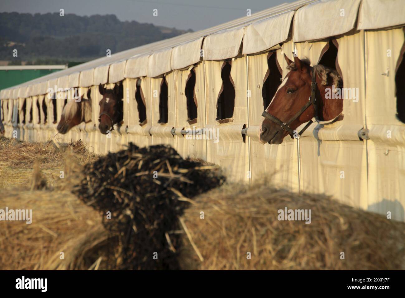Tent stable with horses Stock Photo - Alamy