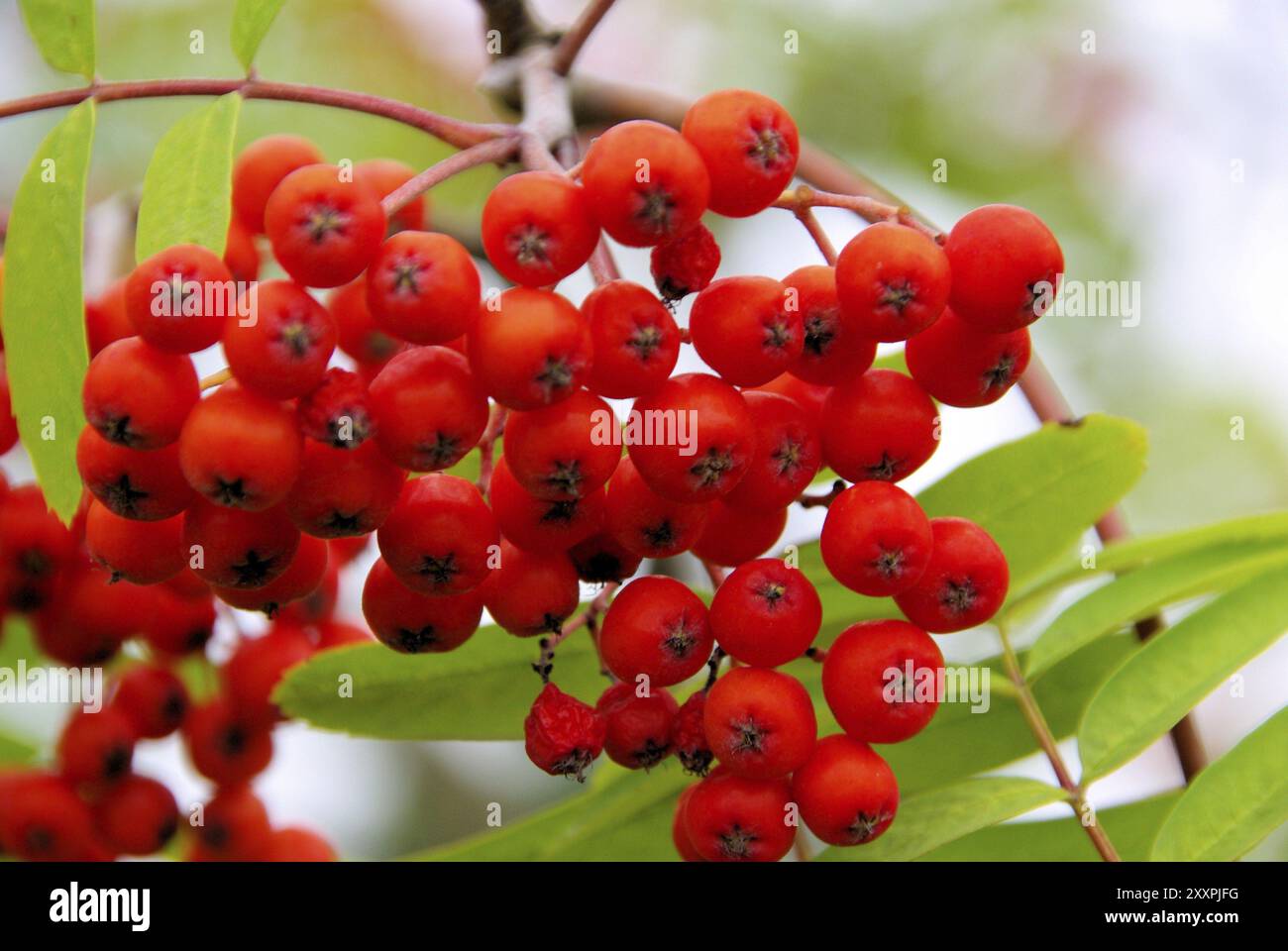 Flowering rowan tree fruit hi-res stock photography and images - Alamy