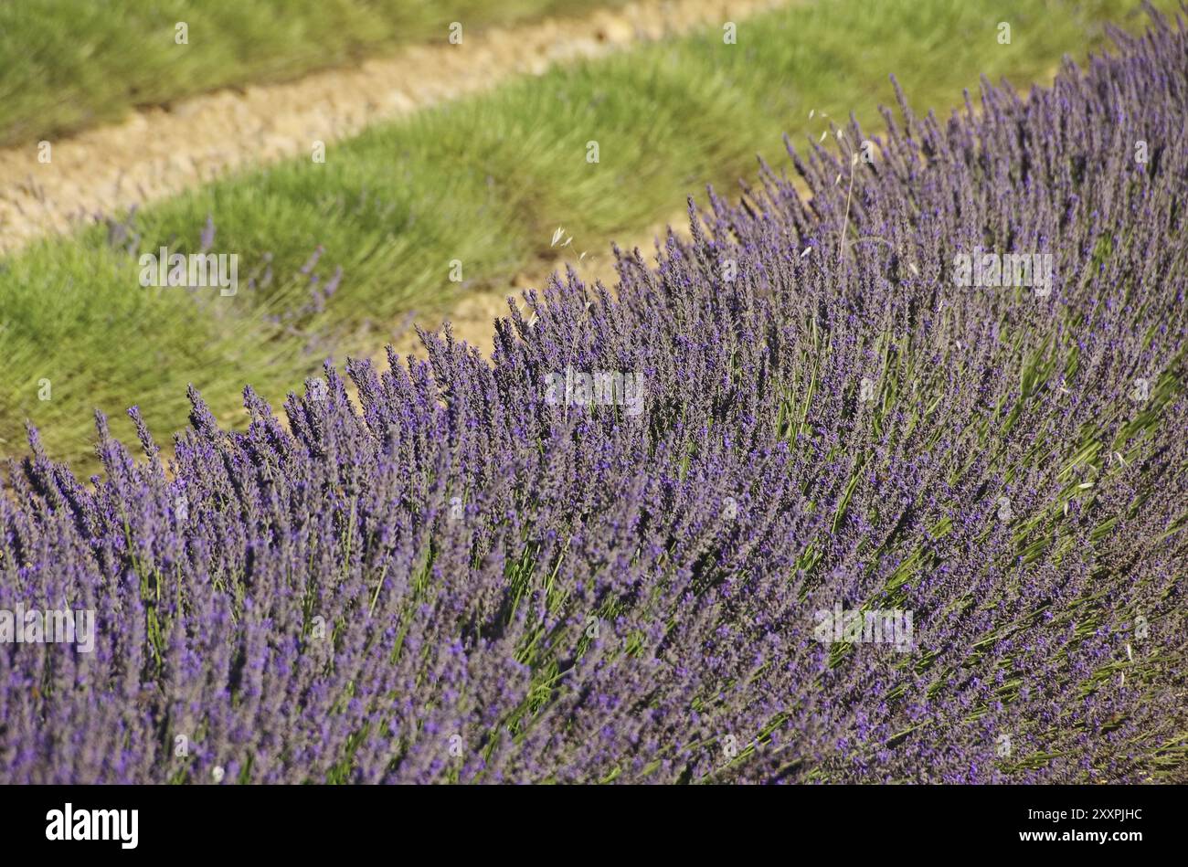 Lavender field harvest, lavender field harvest 19 Stock Photo - Alamy