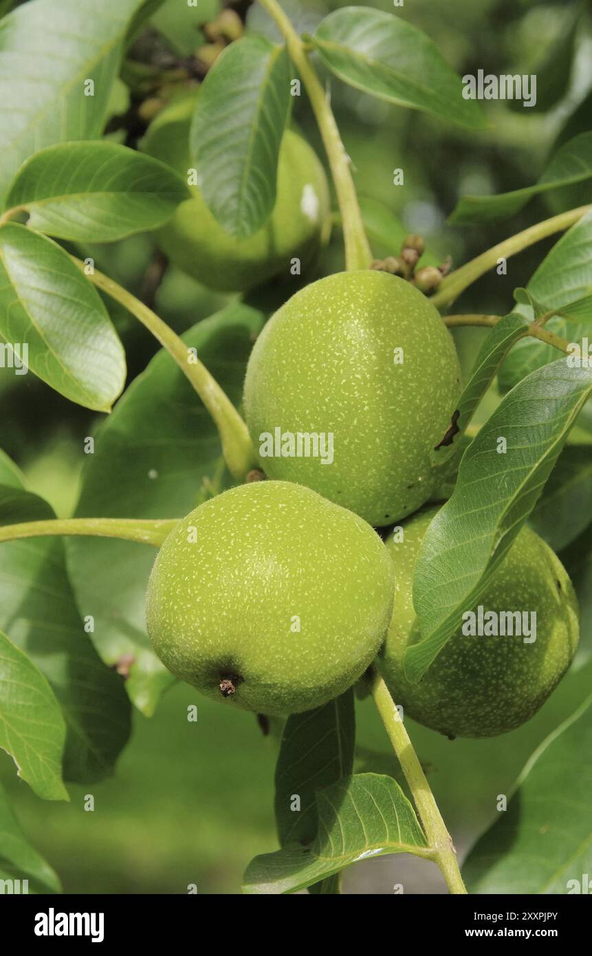 Walnut fruiting hi-res stock photography and images - Alamy
