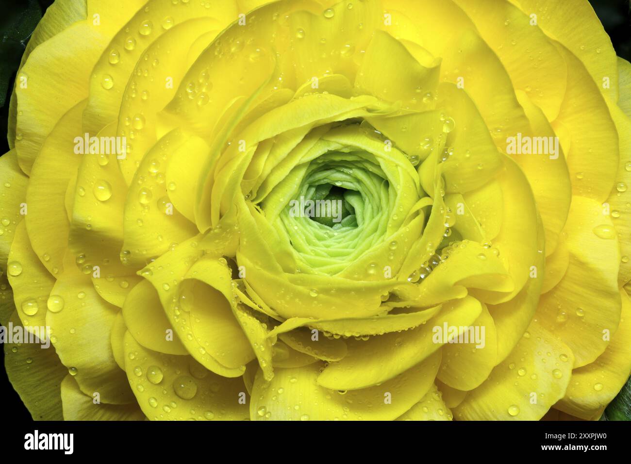 Ranunculus Asiaticus, close-up Stock Photo - Alamy