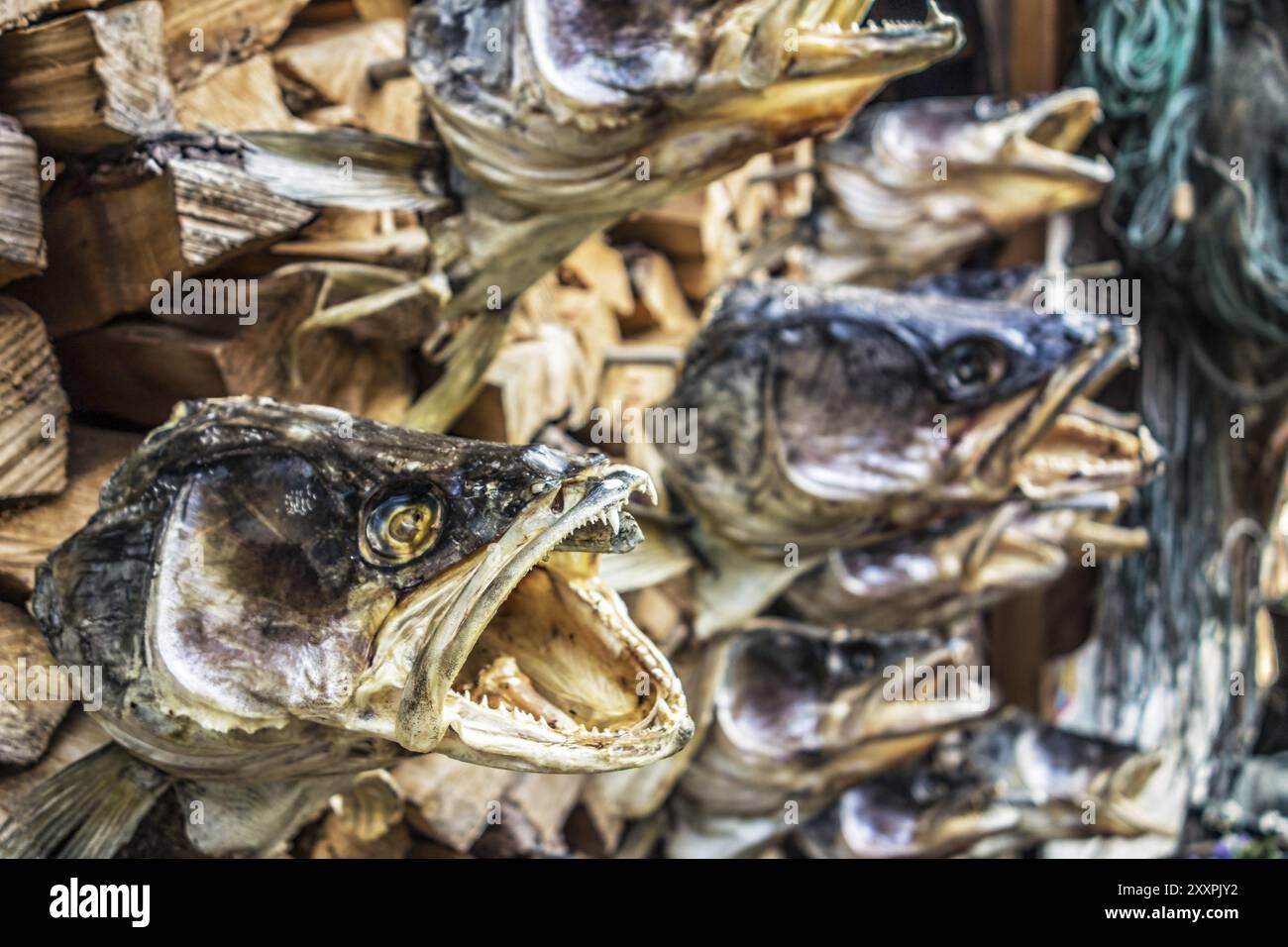 Detailed fish head hi-res stock photography and images - Alamy