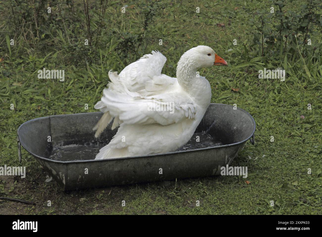 Lippe goose bathing in a tub Stock Photo - Alamy