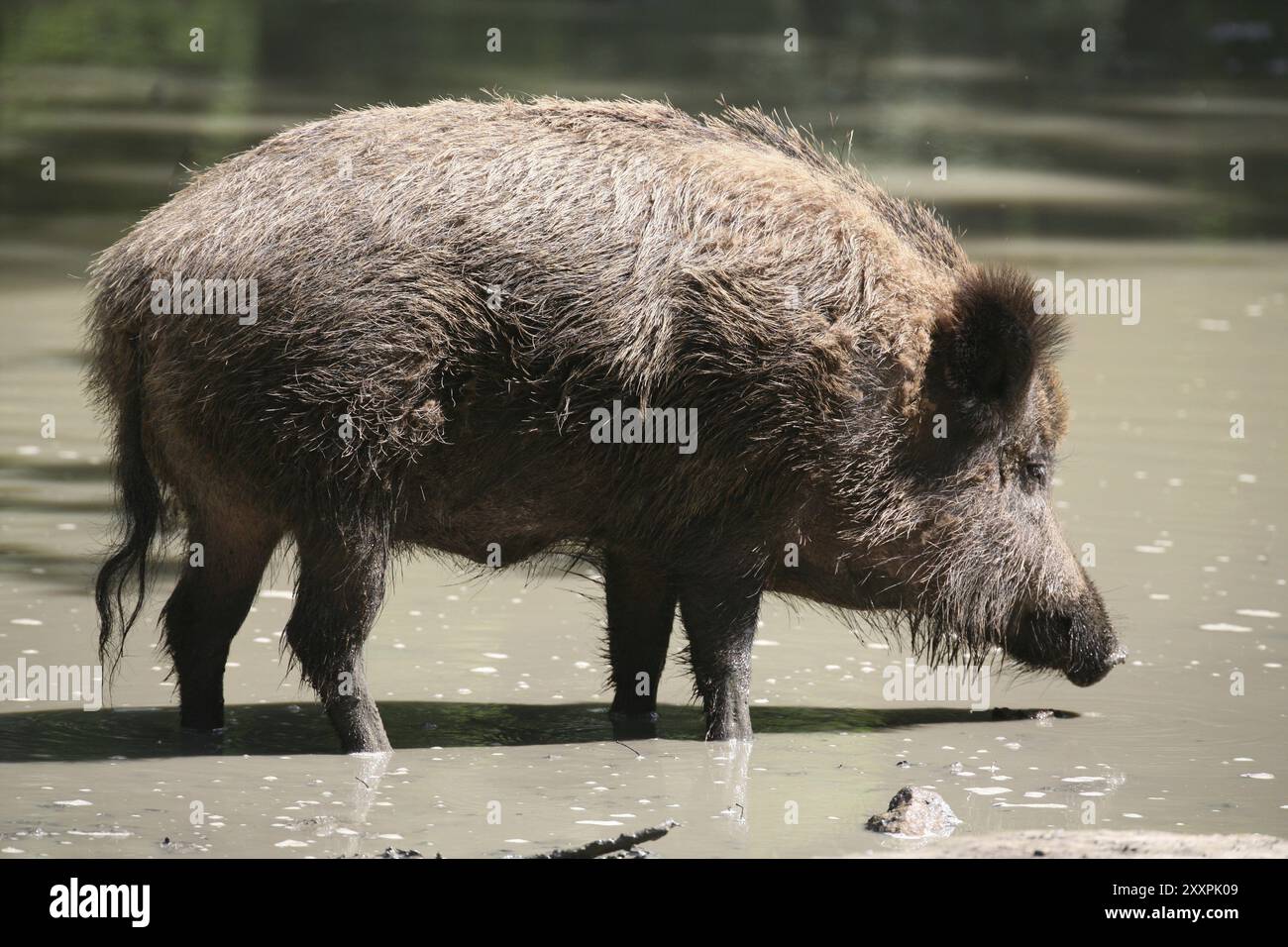Wild boar in the water Stock Photo - Alamy