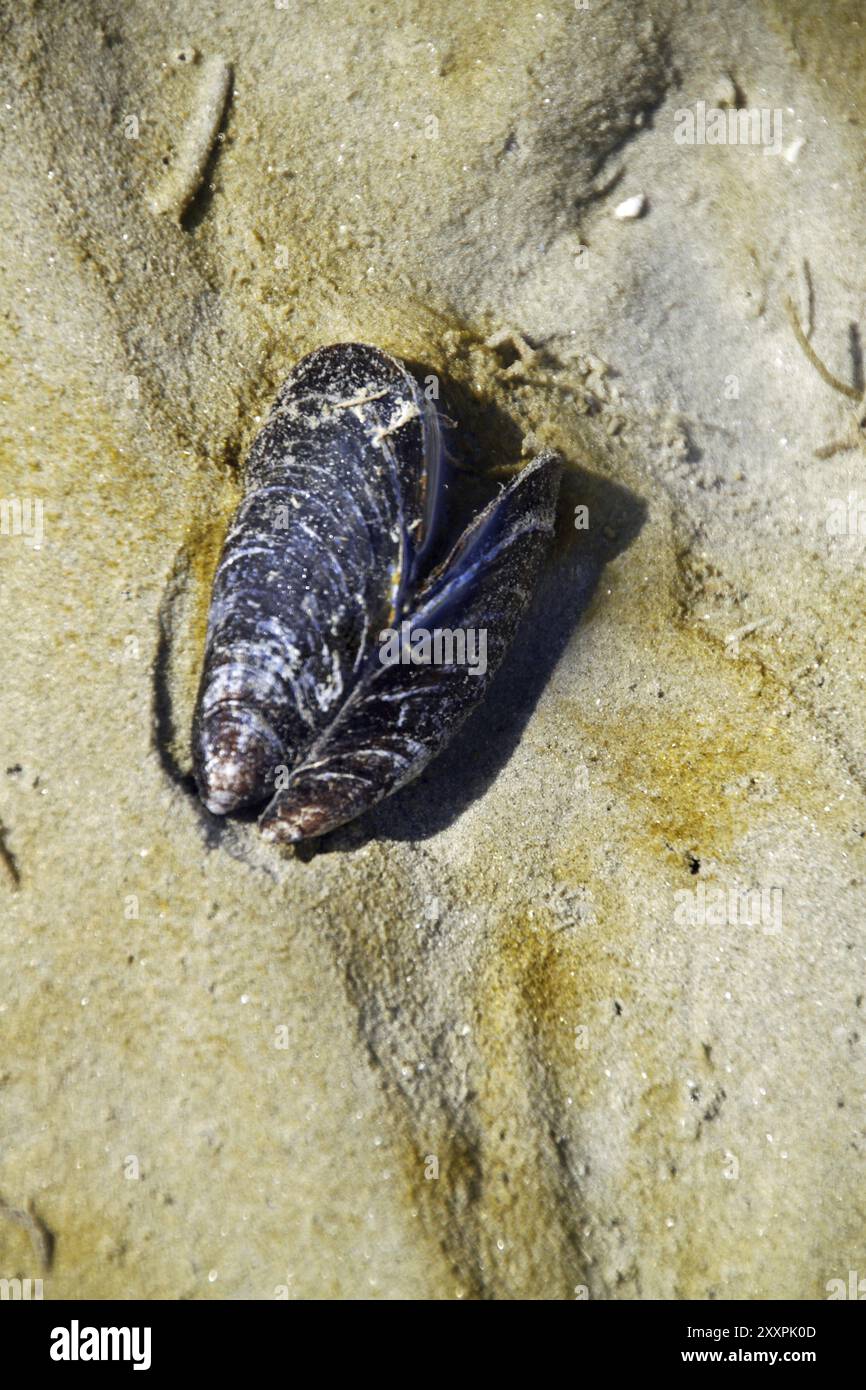 Blue mussel in the North Sea Stock Photo - Alamy