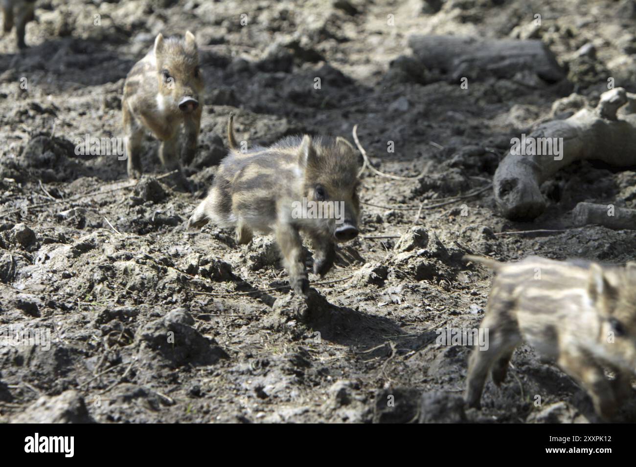 Wild boar Fresh boar Stock Photo - Alamy