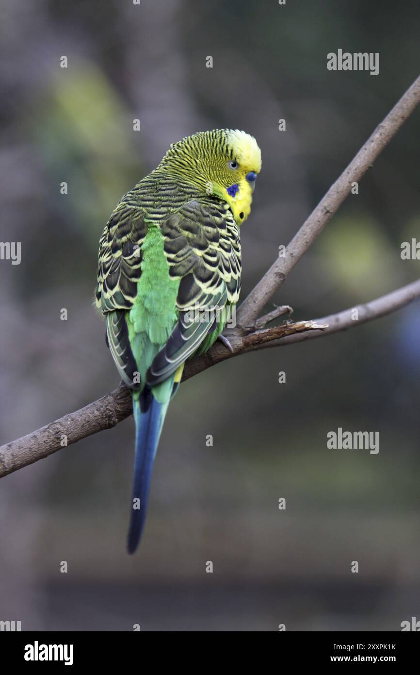 Parrot budgerigar hi-res stock photography and images - Alamy