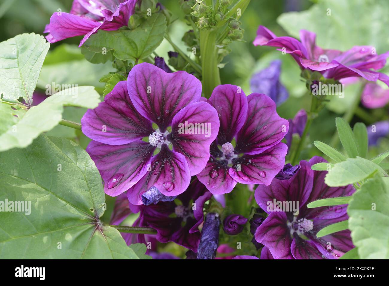Malva sylvestris medicinal plant hi-res stock photography and images ...