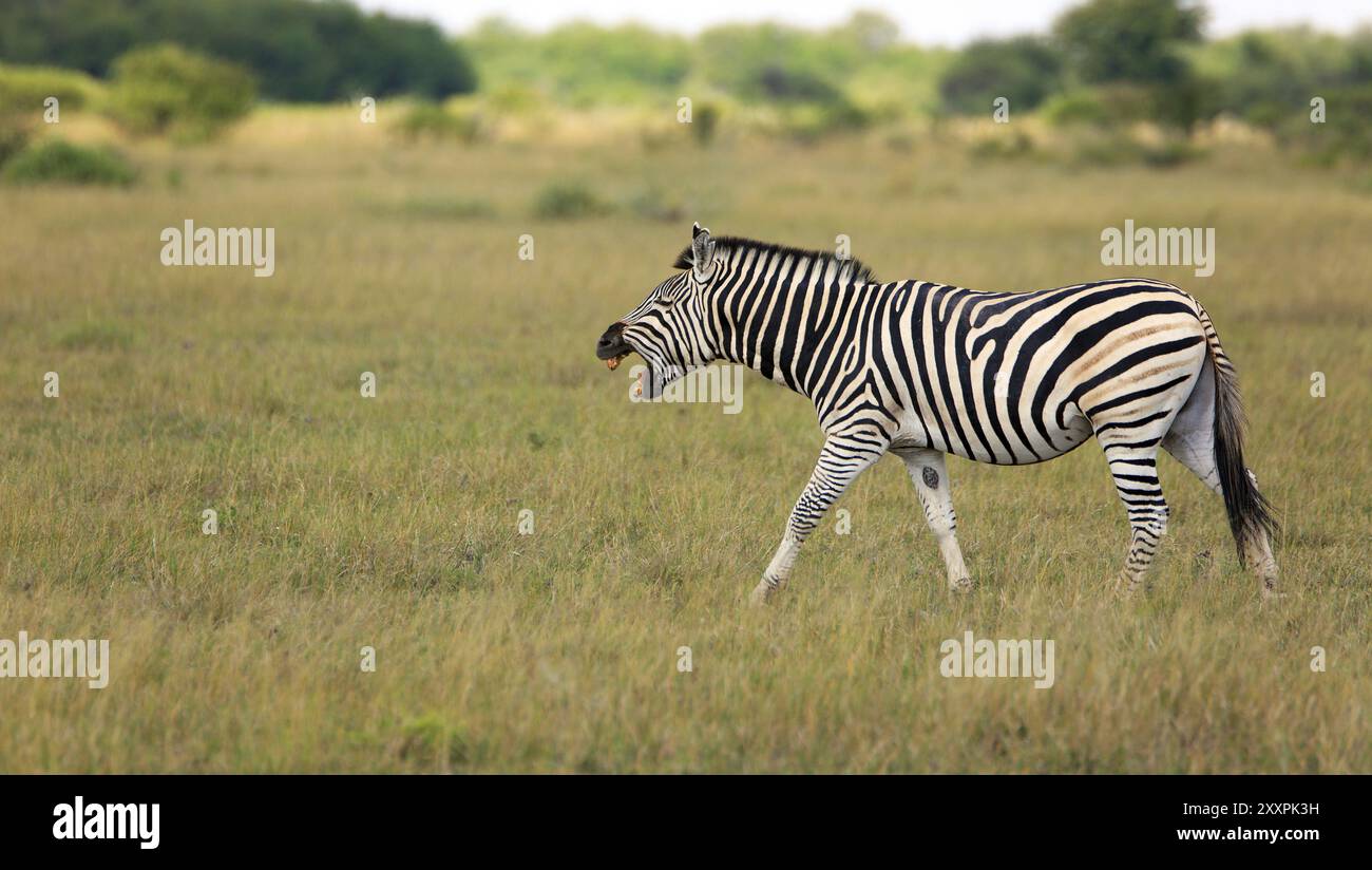Zebra male animal hi-res stock photography and images - Alamy