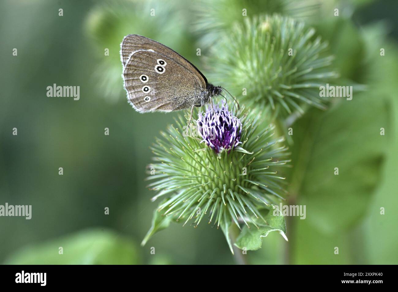 Chimney sweep bird hi-res stock photography and images - Alamy