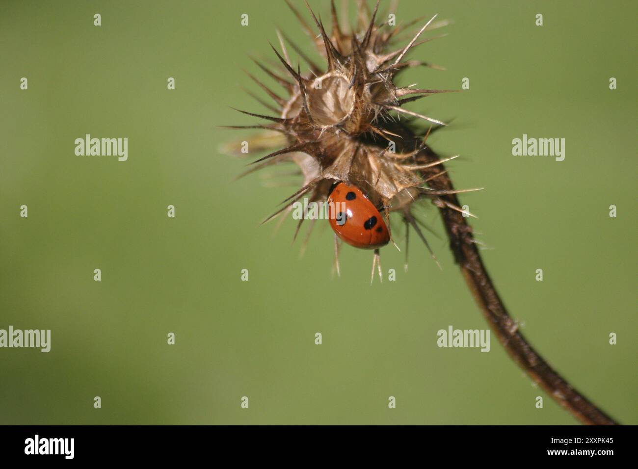Ladybird on a dry thistle Stock Photo - Alamy