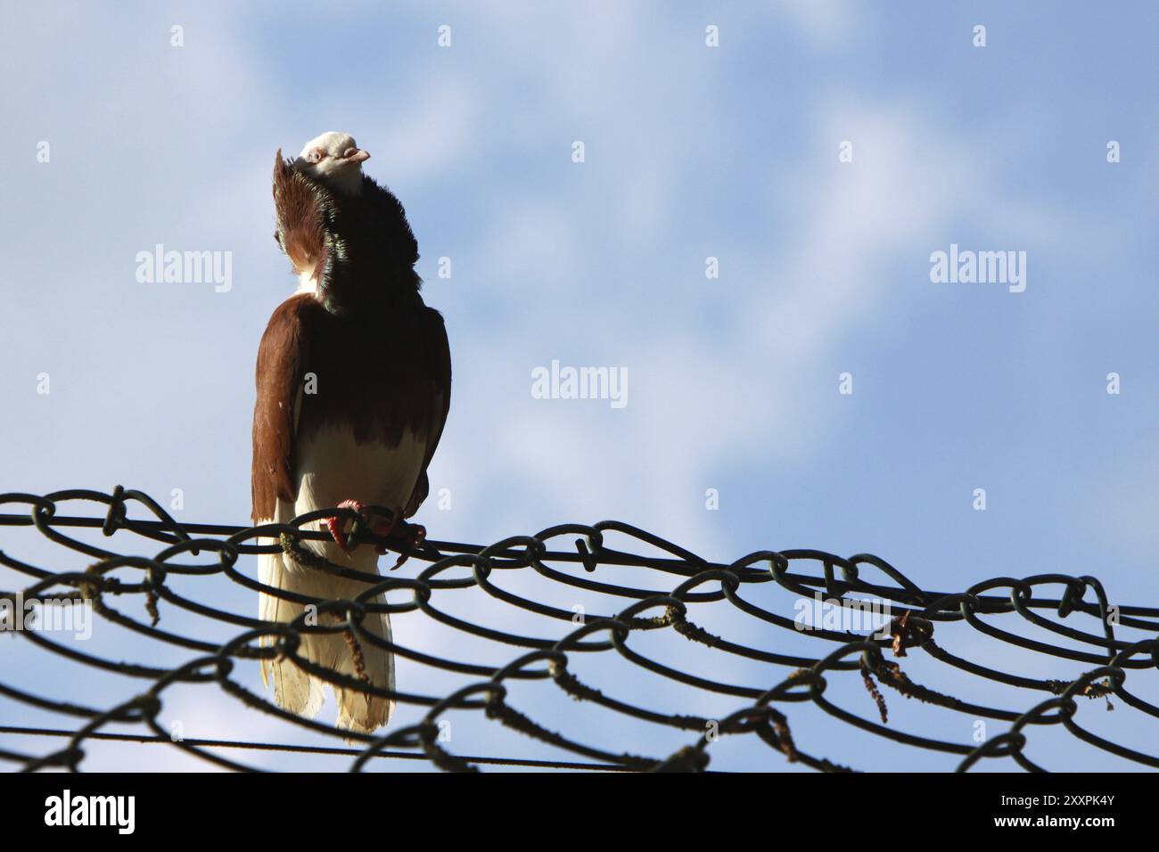 Old Dutch capuchin pigeon Stock Photo - Alamy