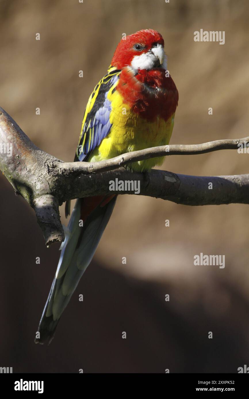 Eastern rosella in the wild hi-res stock photography and images - Alamy