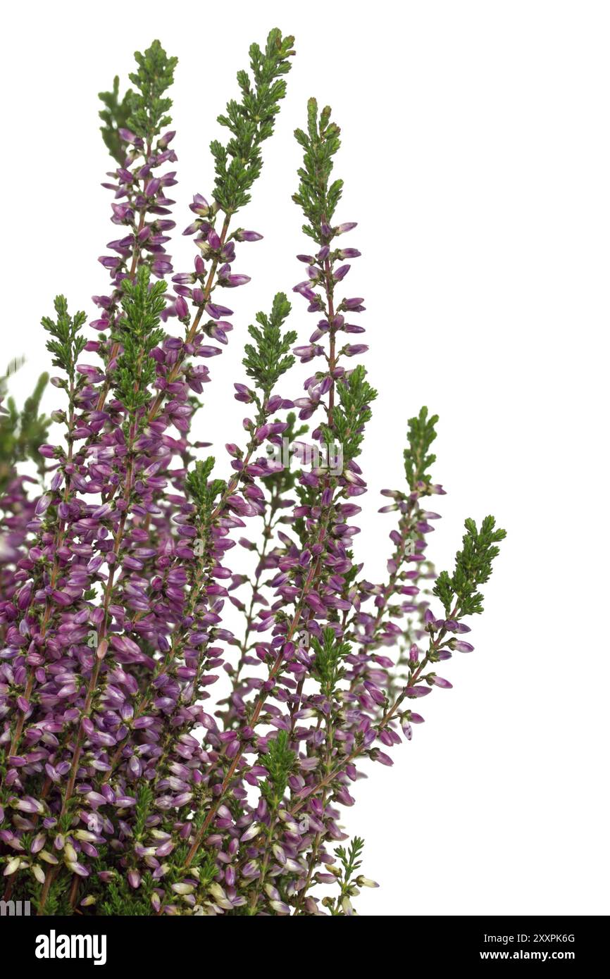 Common heather (Calluna vulgaris) on a white background Stock Photo - Alamy