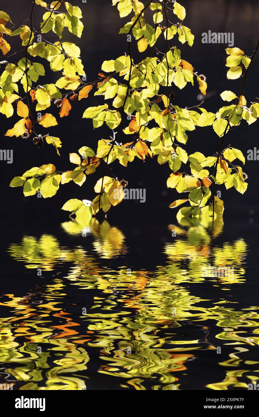 Colourful autumnal leaf hi-res stock photography and images - Alamy