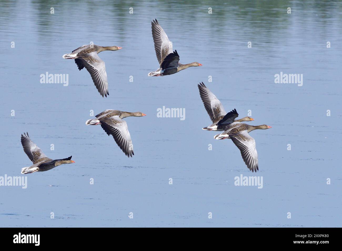 Greylag geese in the summer in Germany. Greylag geese in Upper Lusatia ...