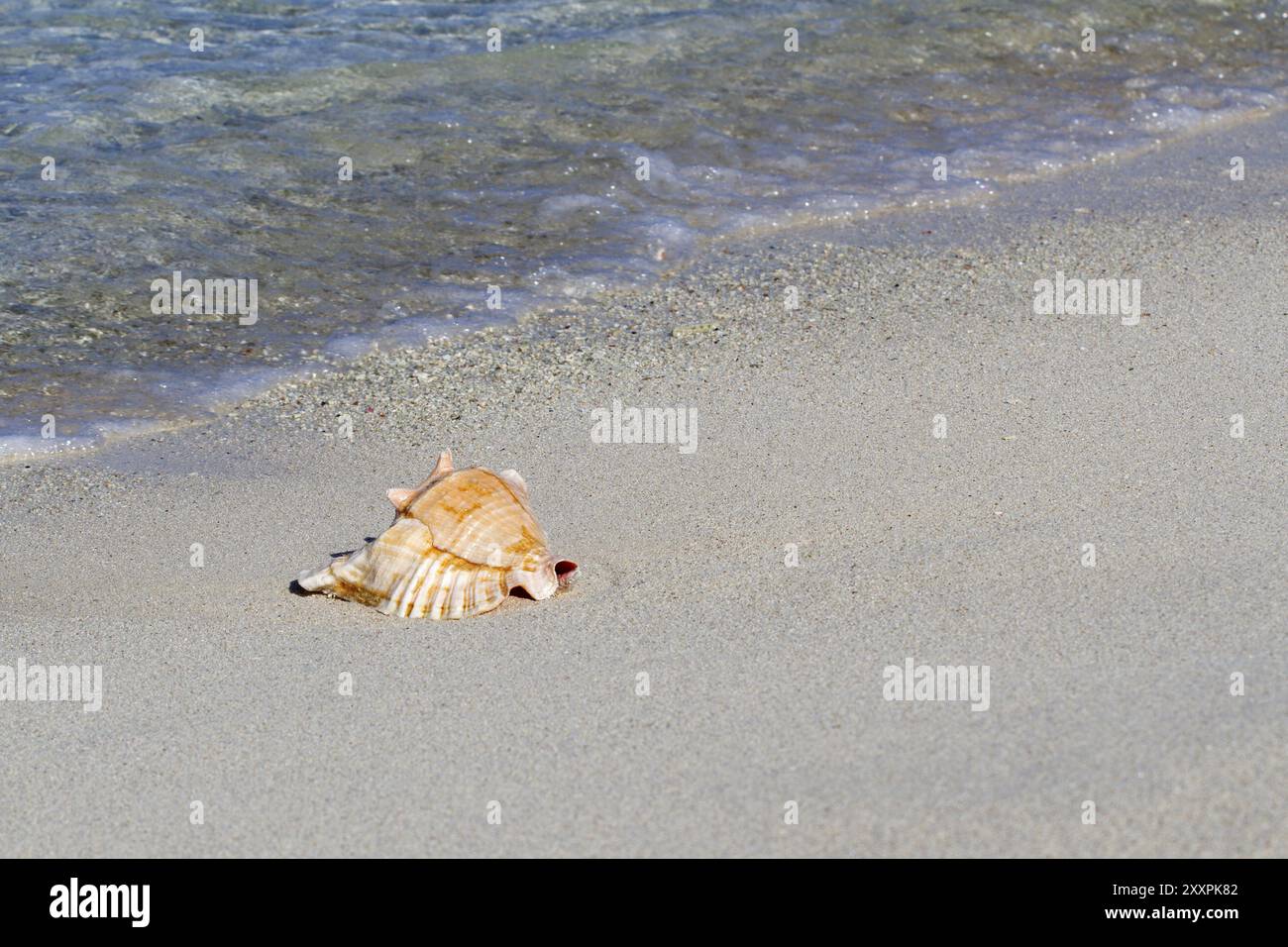 Sea snail on the beach Stock Photo - Alamy