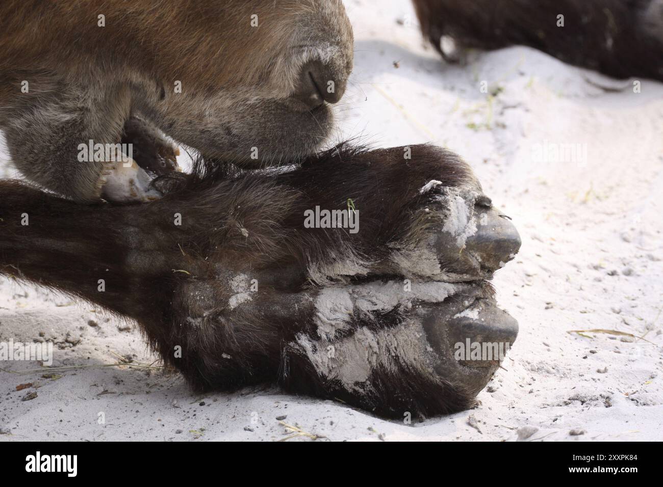 Camel foot hi-res stock photography and images - Alamy